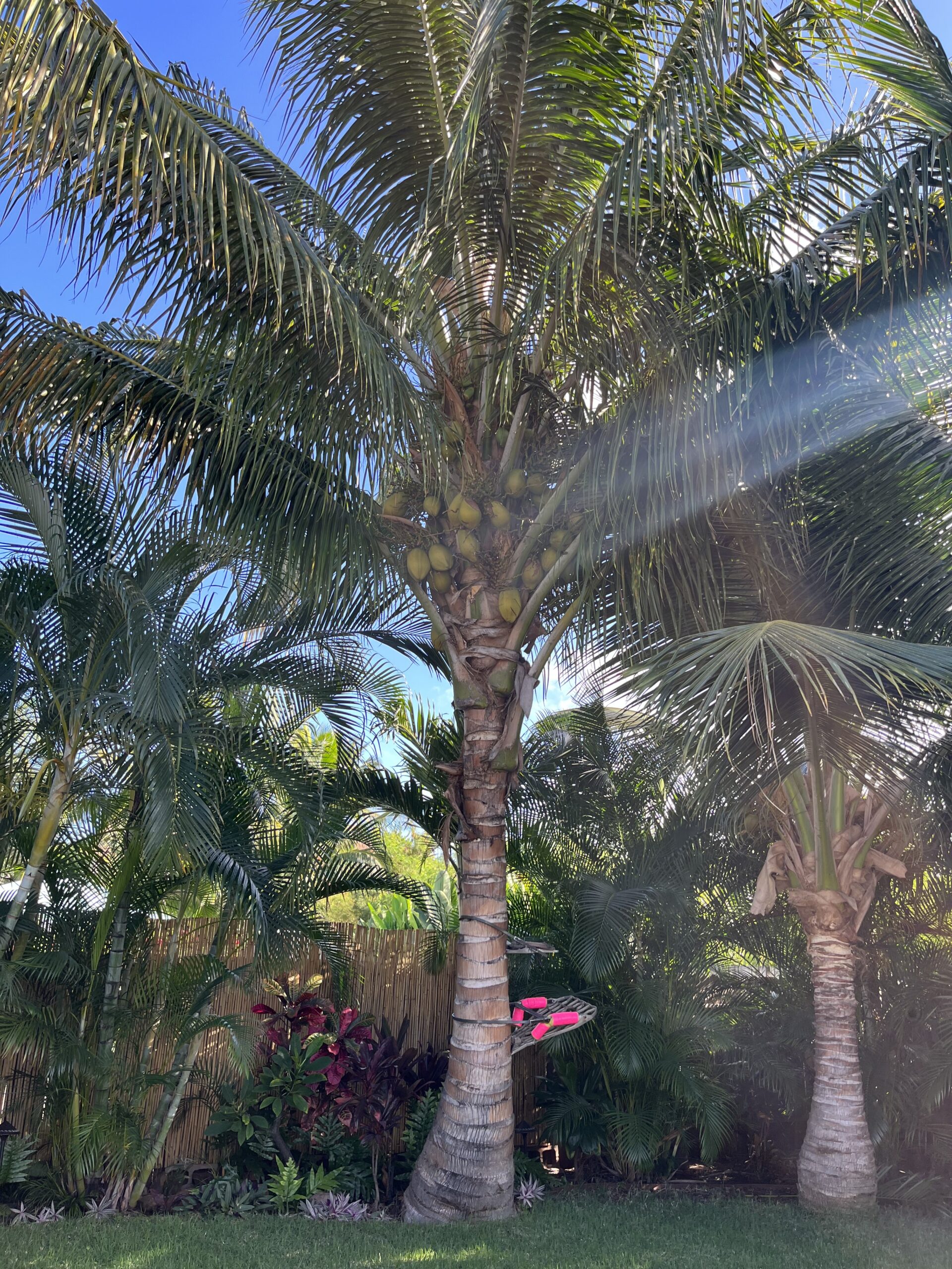 Home - palmtreetment.com